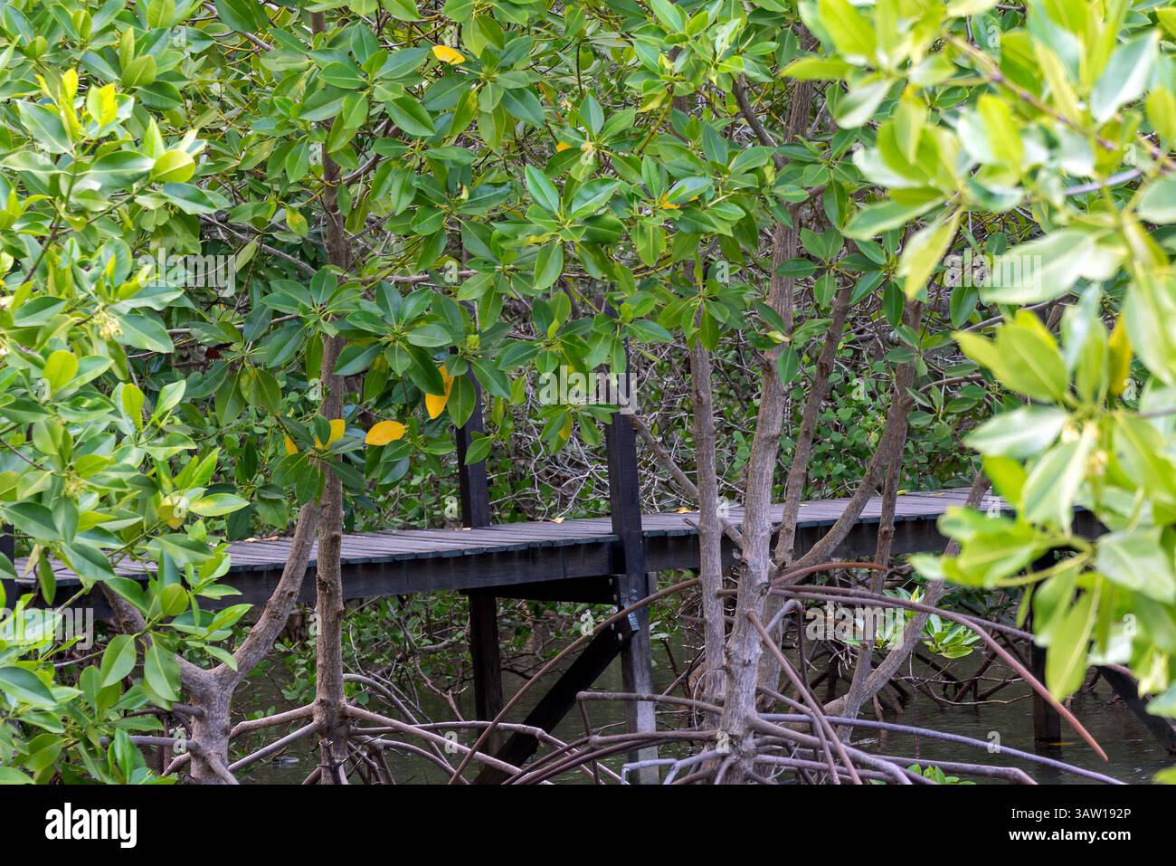 Mangrove forrest thung prong thong hi-res stock photography and images ...
