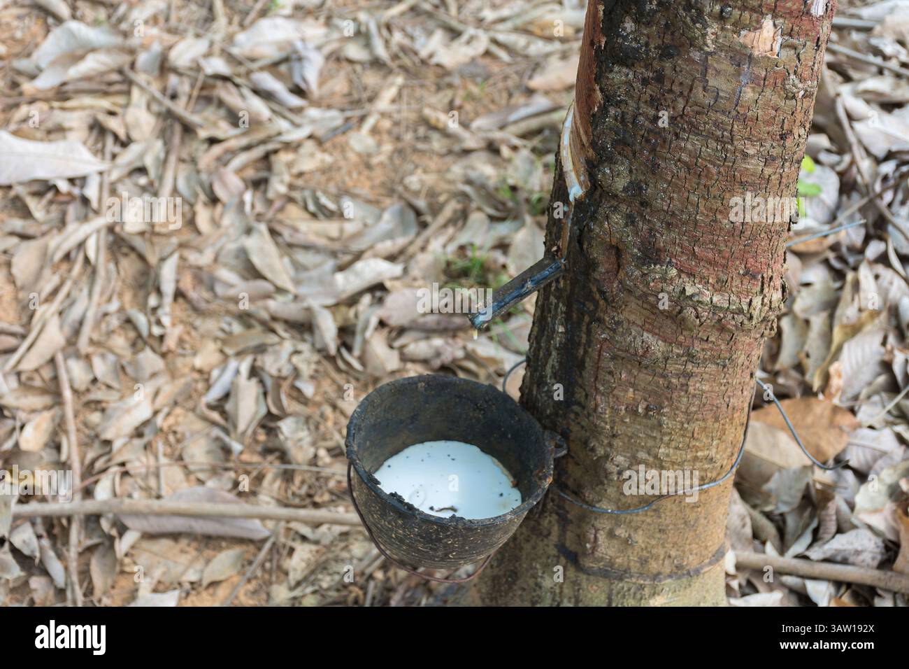 Natural latex dripping from a rubber tree at a rubber tree plantation ...
