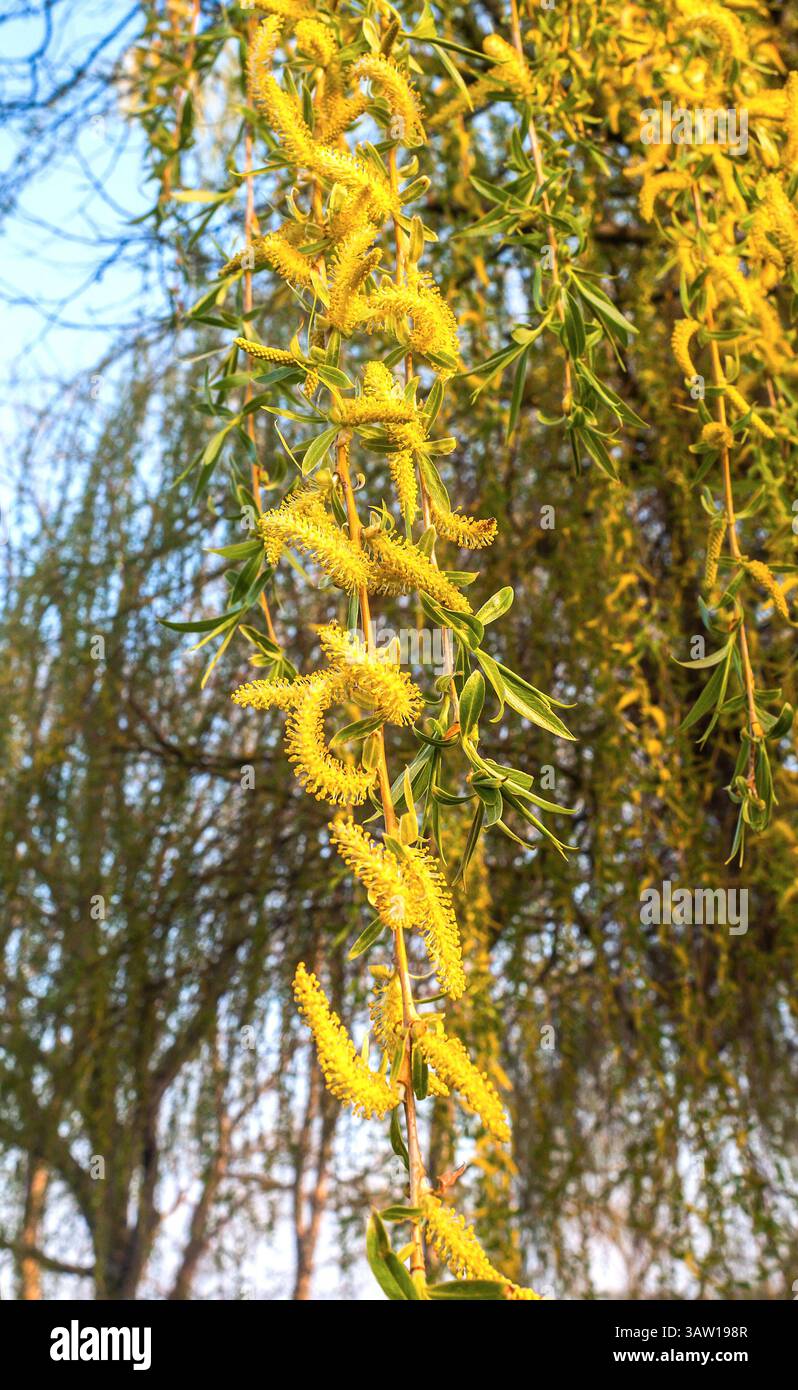 A Weeping Willow (Salix) tree with branches covered in catkins Stock ...