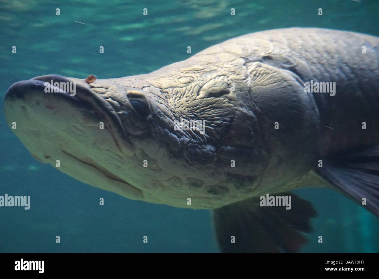 Arapaima head hi-res stock photography and images - Alamy
