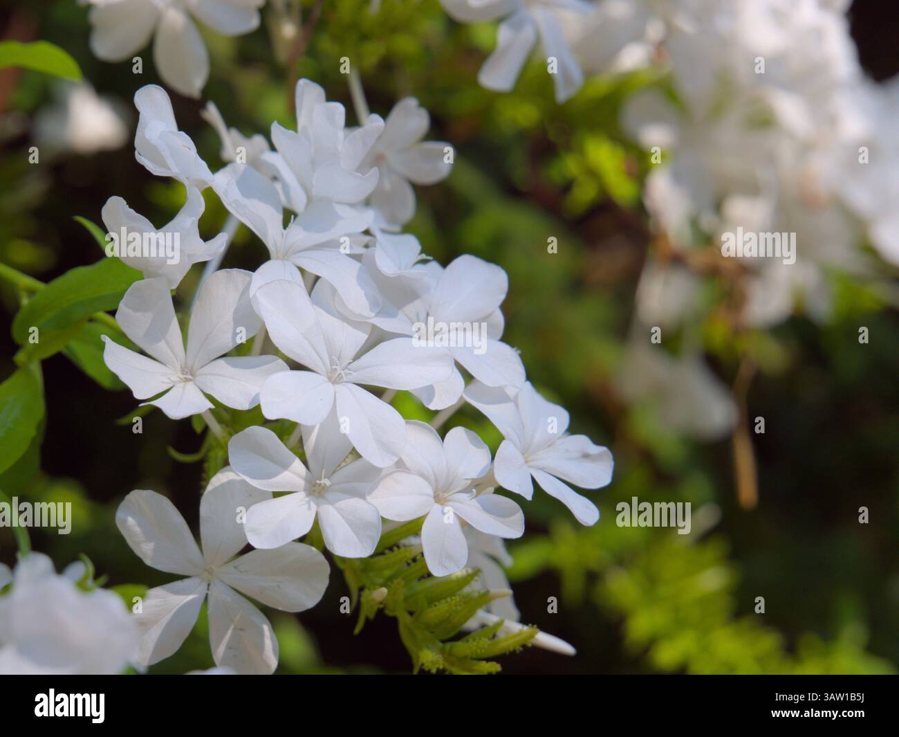 Close-Up of Delicate White Flowers (Plumbago auriculata) in Lush ...