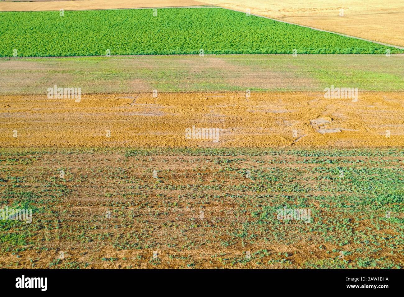 aerial drone view of the texture farm fields patterns growth stages ...
