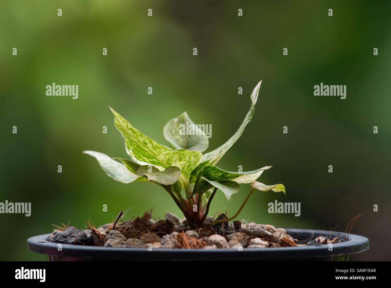 Greenery background, Anthurium Renaissance Variegated, green color of ...