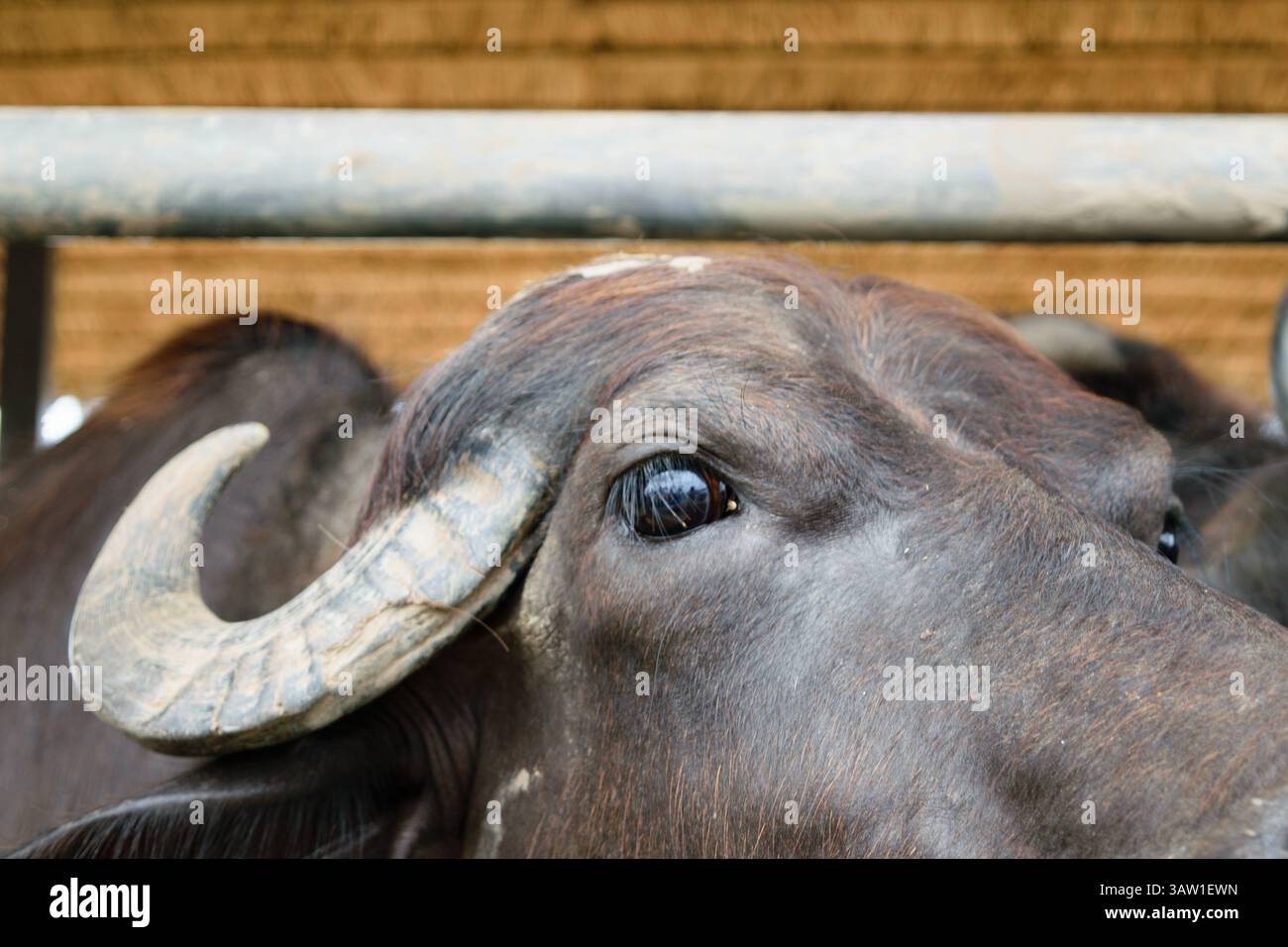 Murrah buffalo in farm Stock Photo - Alamy