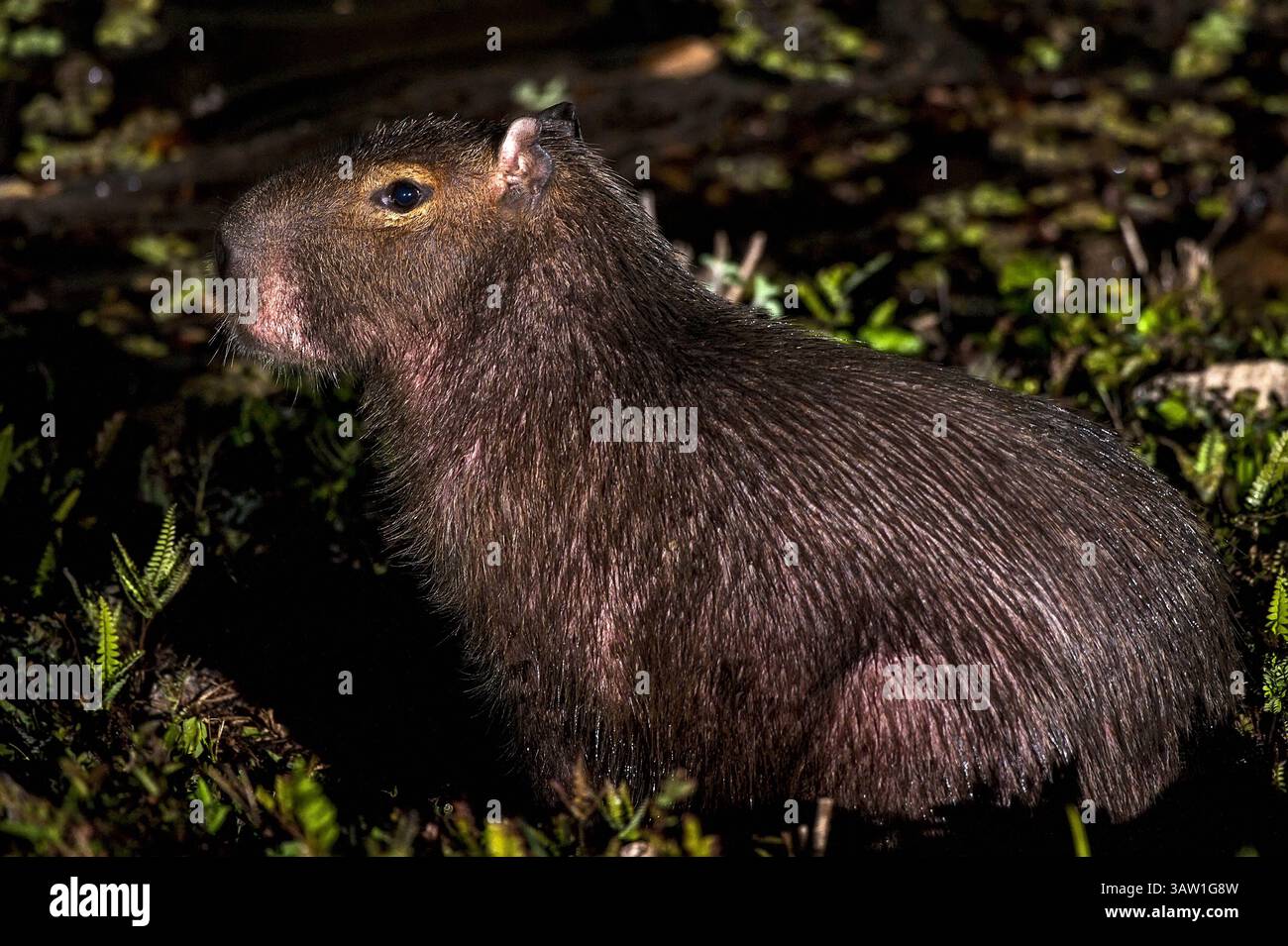 July 30, 2012 - Brazil - Portrait of a capybara at night. (Credit Image ...