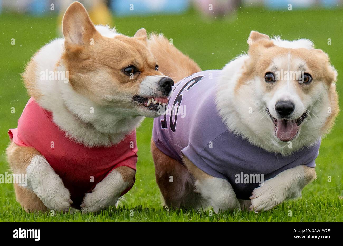 Participants take part in the Corgi Derby at Musselburgh Racecourse ...