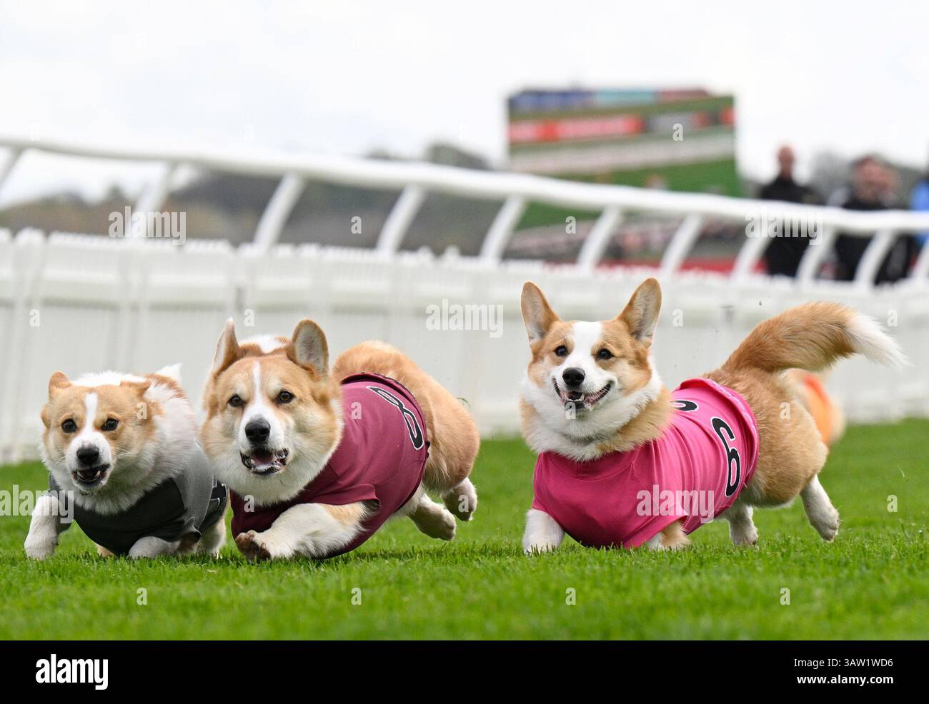 Participants take part in the Corgi Derby at Musselburgh Racecourse ...
