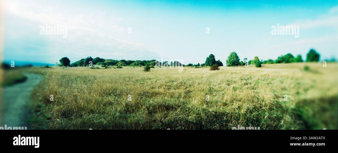 Trees in a field, Discovery Park, Seattle, Washington State, USA Stock ...