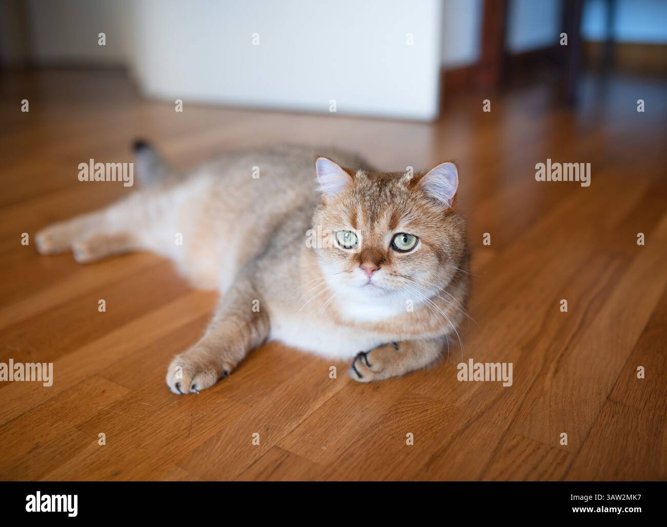 Purebred scottish fold cats hi-res stock photography and images - Alamy