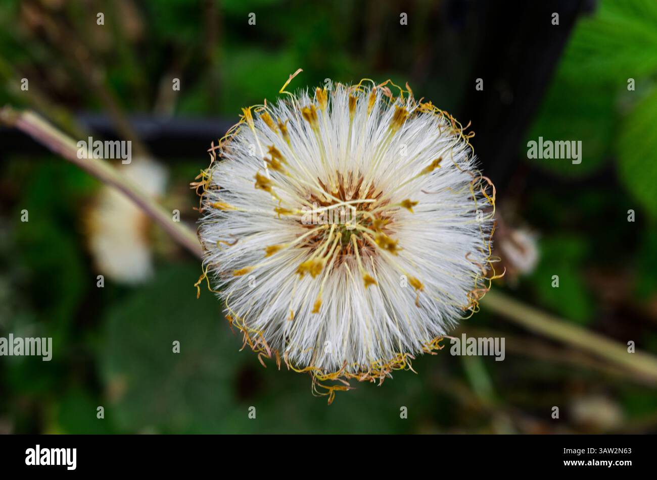Seed head of the Dandelion like Colts Foot flower 'Tussilago farfara'in ...