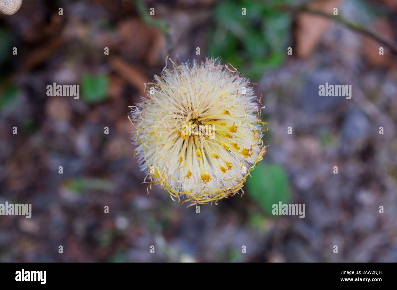 Seed head of the Dandelion like Colts Foot flower 'Tussilago farfara'in ...