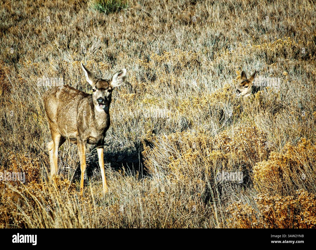 Serene park scene unfolds hi-res stock photography and images - Alamy