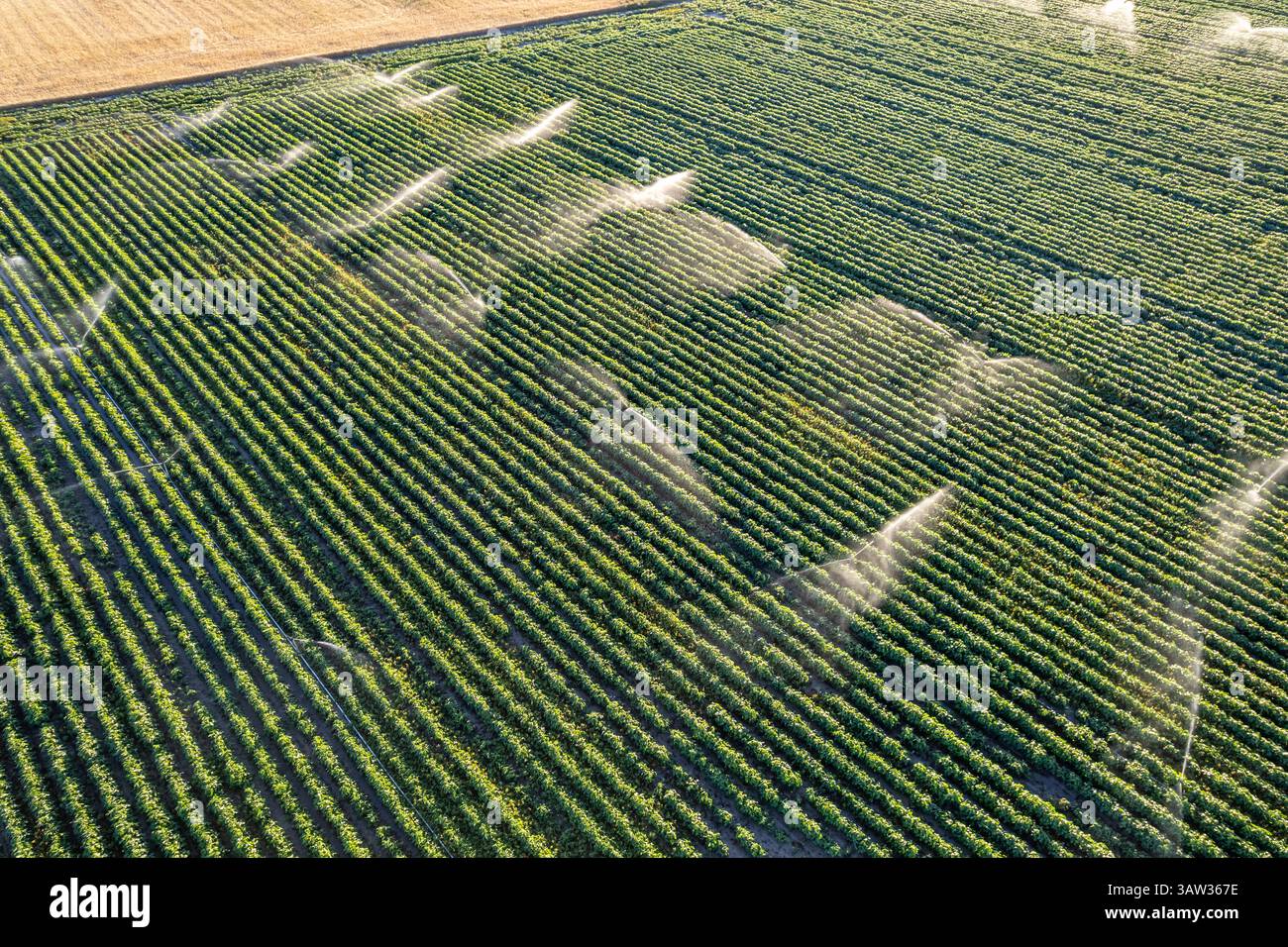 drone aerial view of a summer potato crop field irrigated with ...