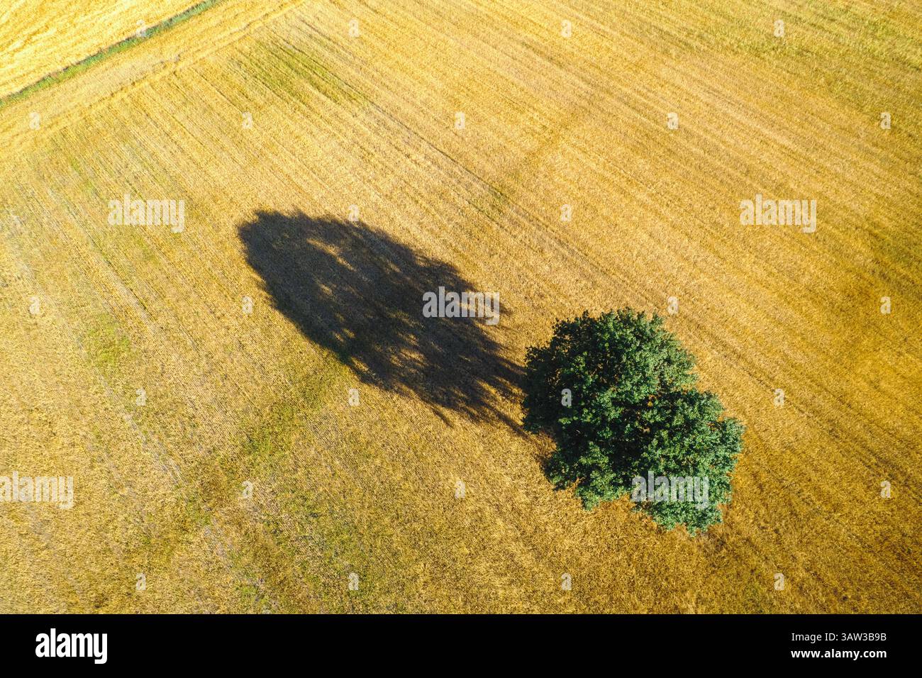 Birds casting shadow hi-res stock photography and images - Alamy