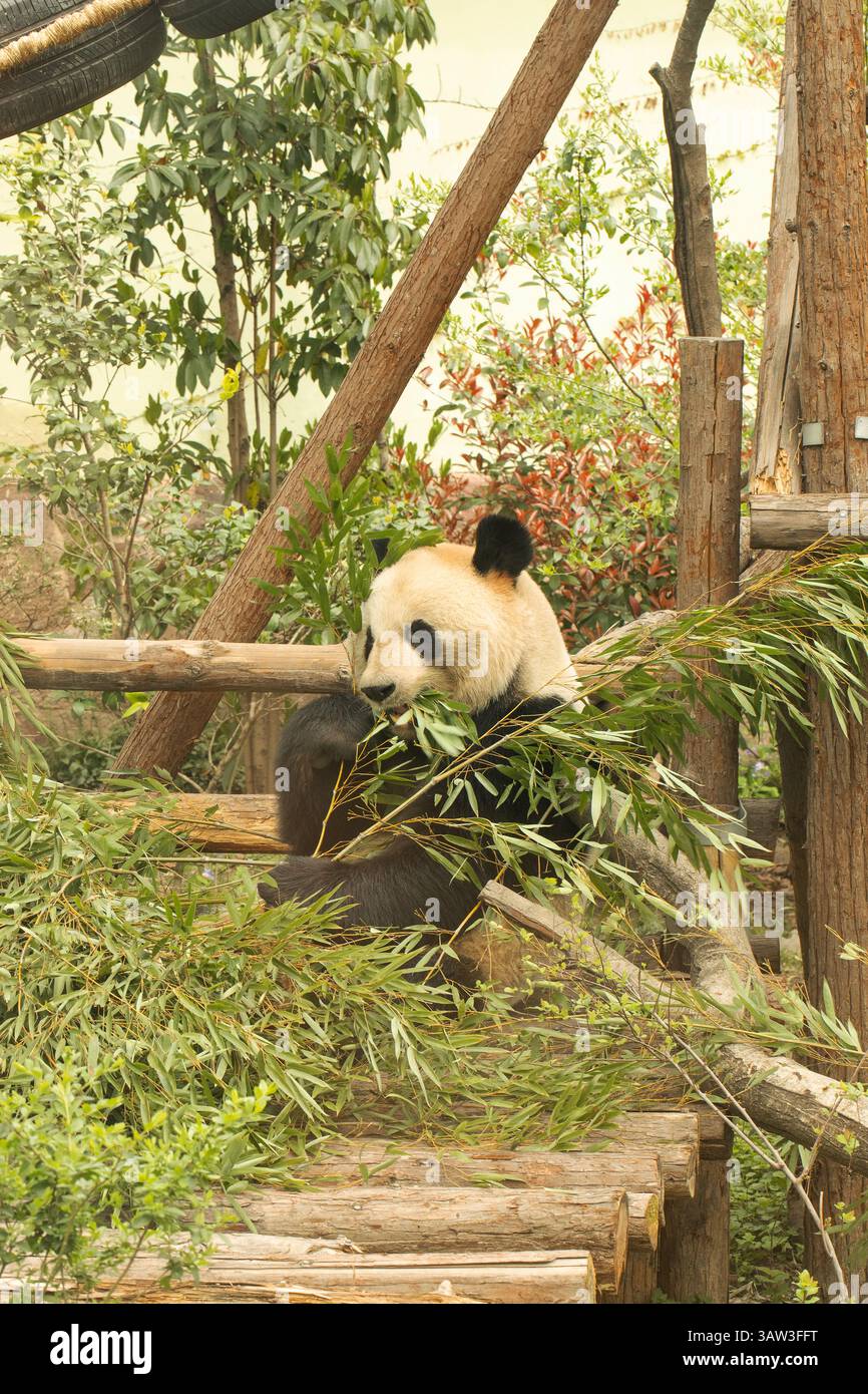 Giant panda enjoying bamboo in a lush green habitat Stock Photo - Alamy