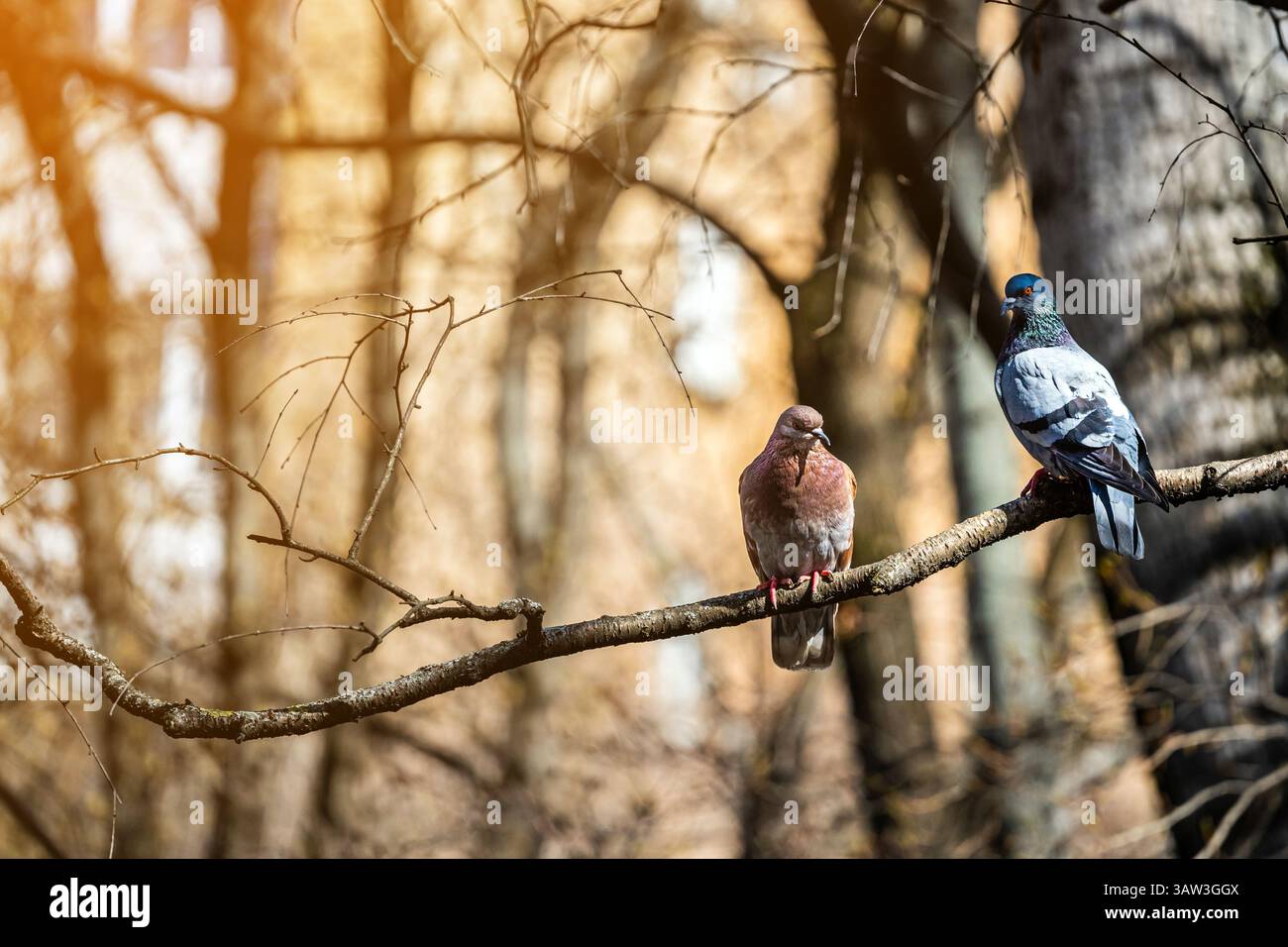 two doves sitting on a tree branch during mating season. mating season ...