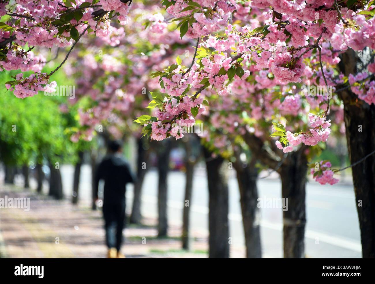 Beijing, China. 19th Apr, 2025. This photo shows cherry blossoms in ...