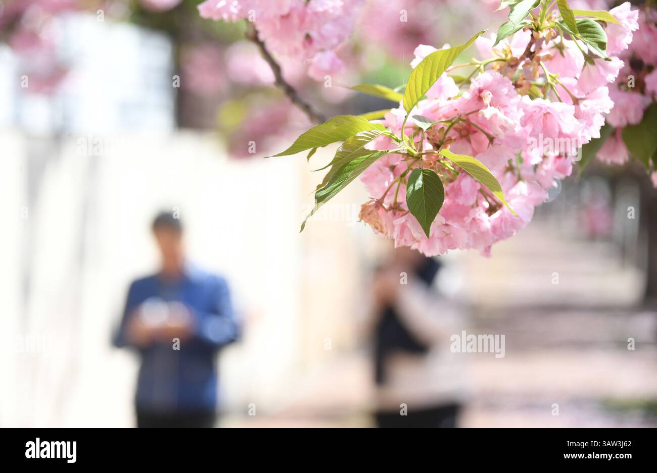 (250419) -- BEIJING, April 19, 2025 (Xinhua) -- This photo shows cherry ...