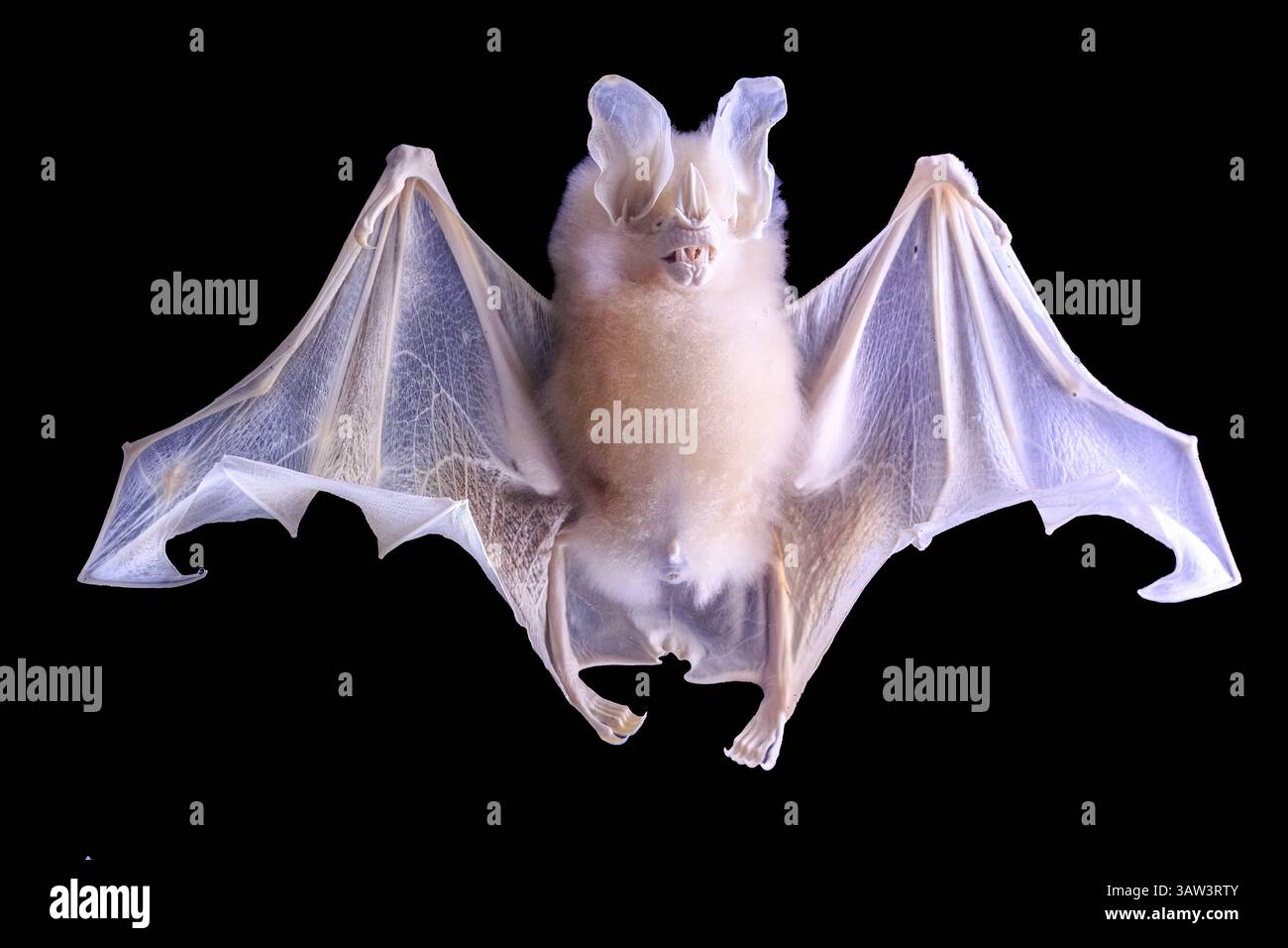 Museum preserved specimen of Lesser Vampire, Vampyrus auritus Stock ...