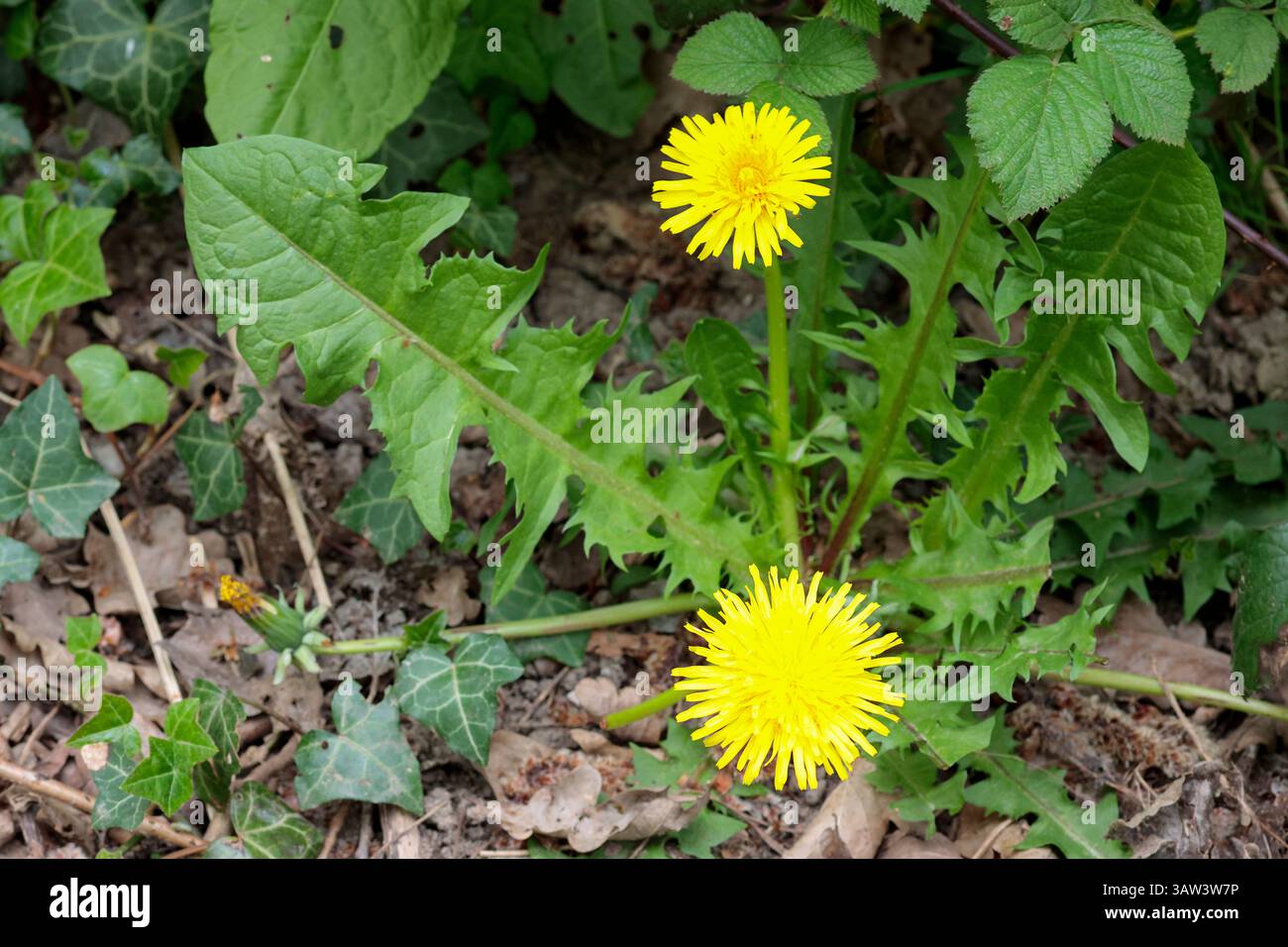 Dandelion yellow wild flower Asteraceae multiple narrow petals form ...