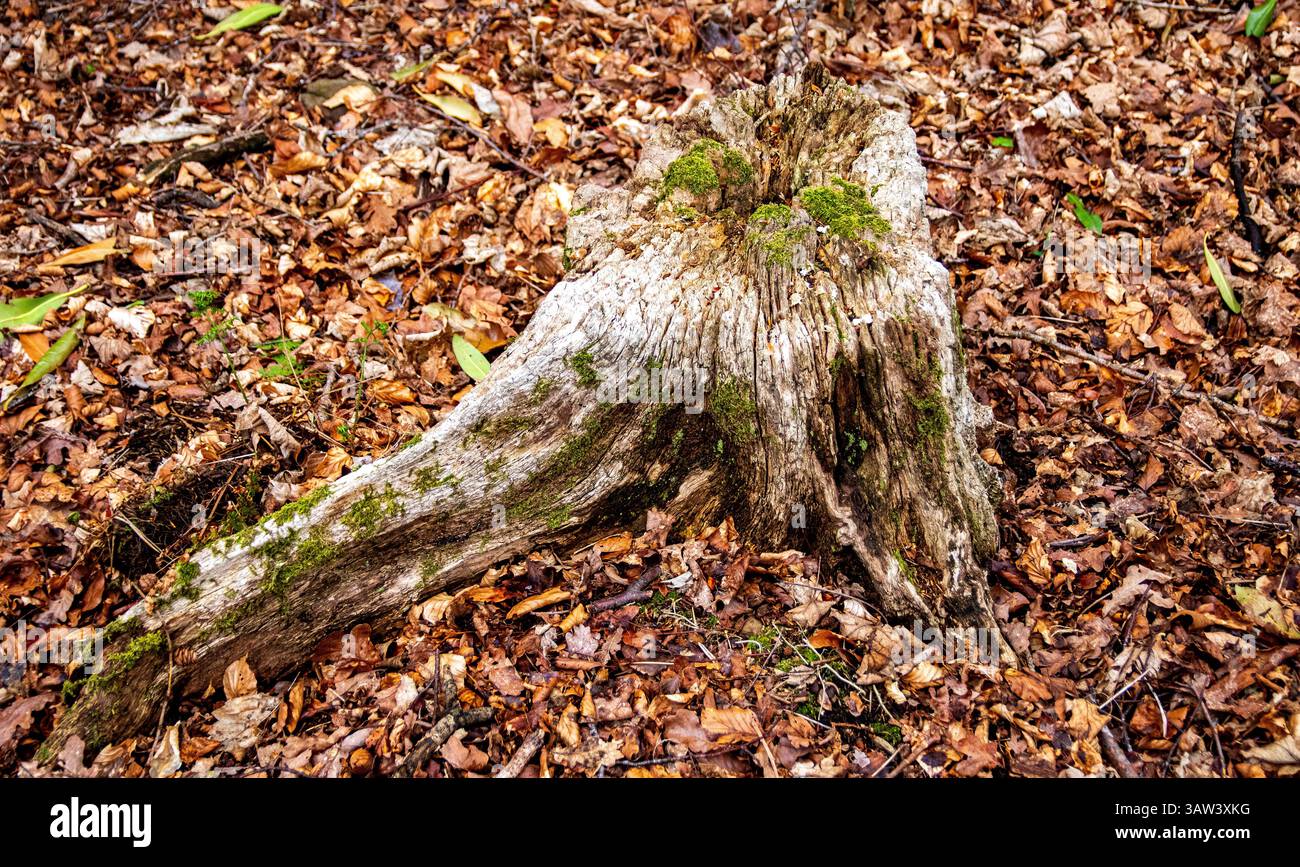 Dundee woodlands has unusually formed old trees and decaying tree ...