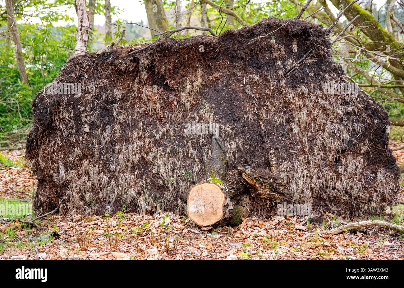 Dundee woodlands has unusually formed old trees and decaying tree ...