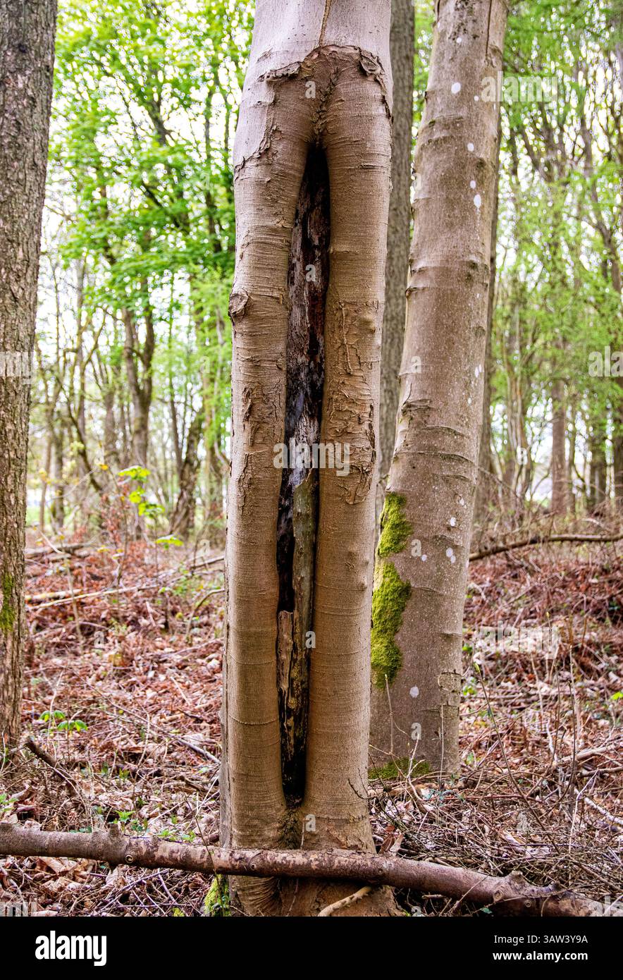 Dundee woodlands has unusually formed old trees and decaying tree ...