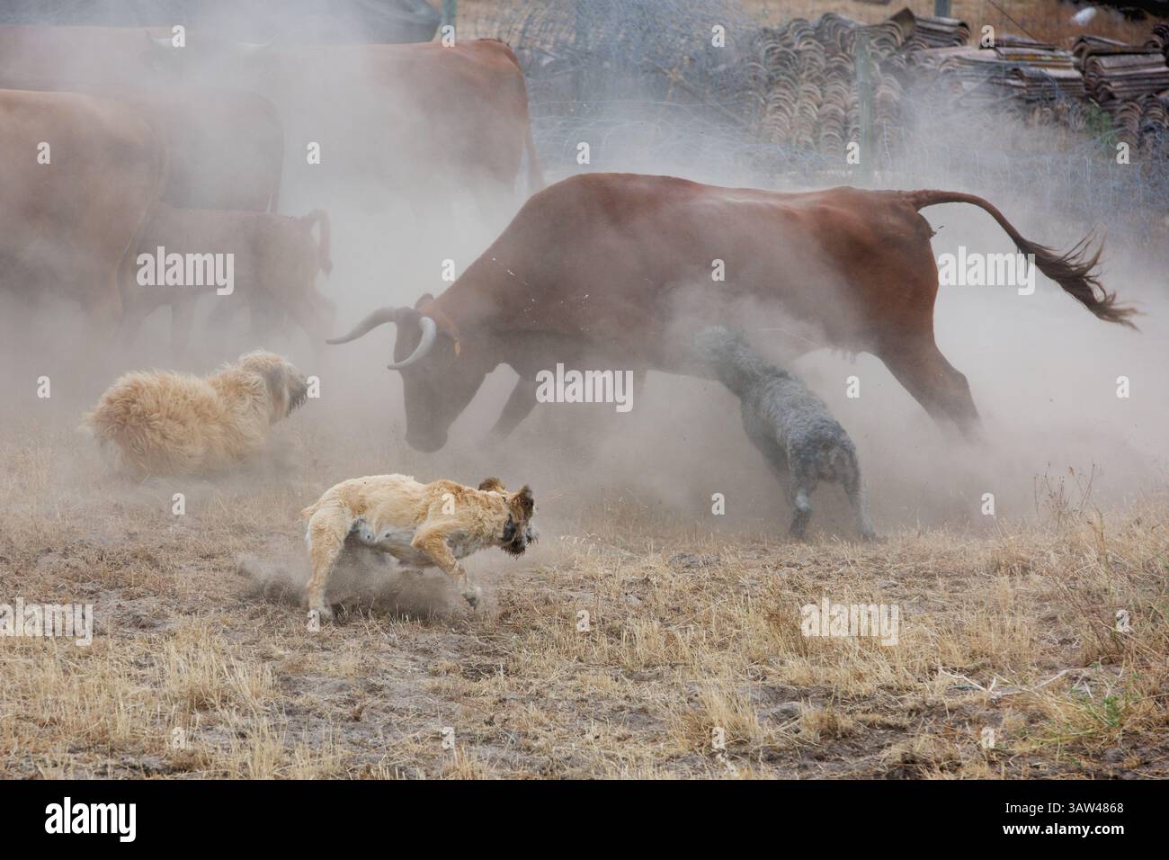 Working_dogs hi-res stock photography and images - Alamy