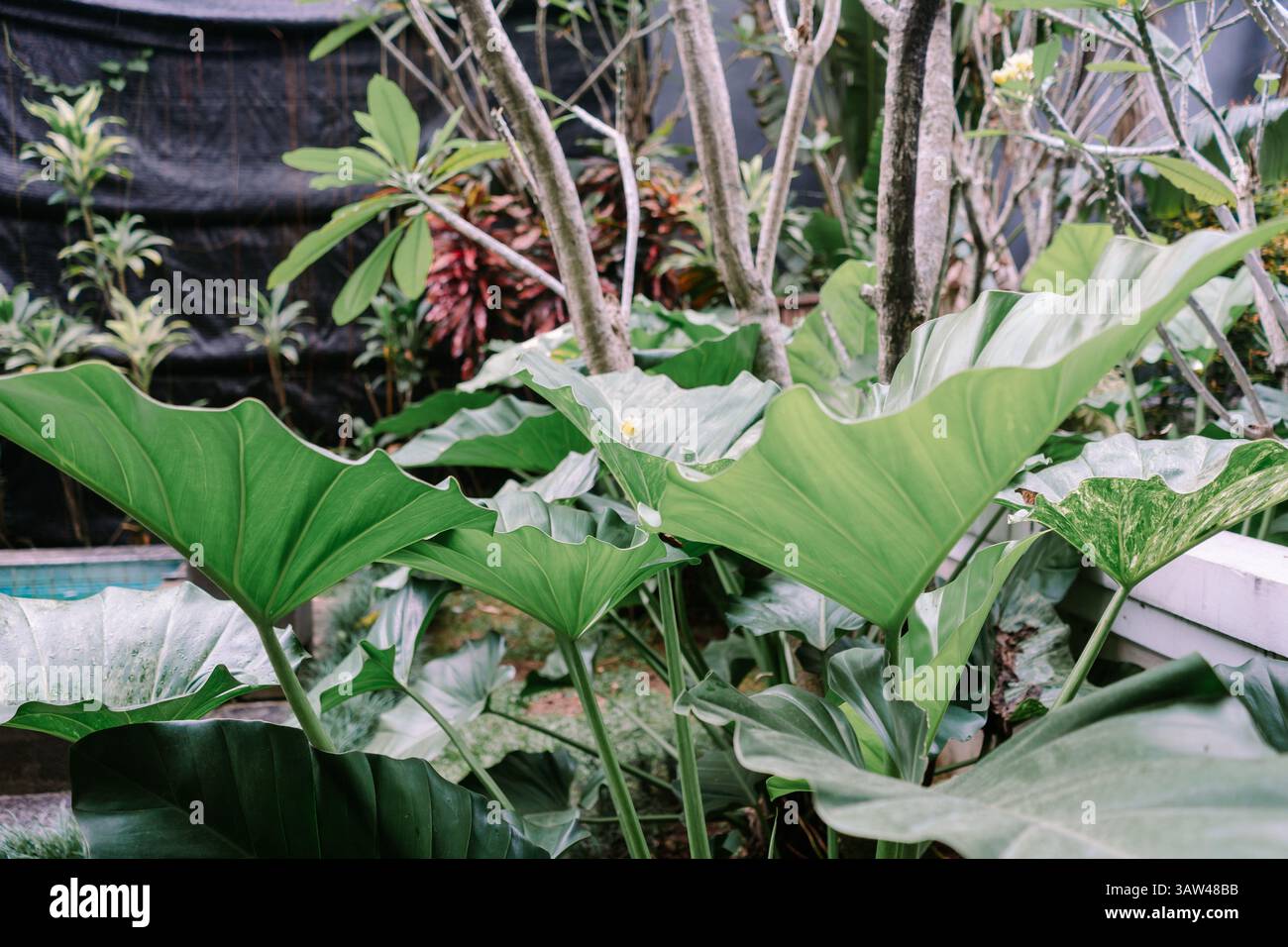 A lush tropical garden scene showcasing diverse plant life and vibrant ...