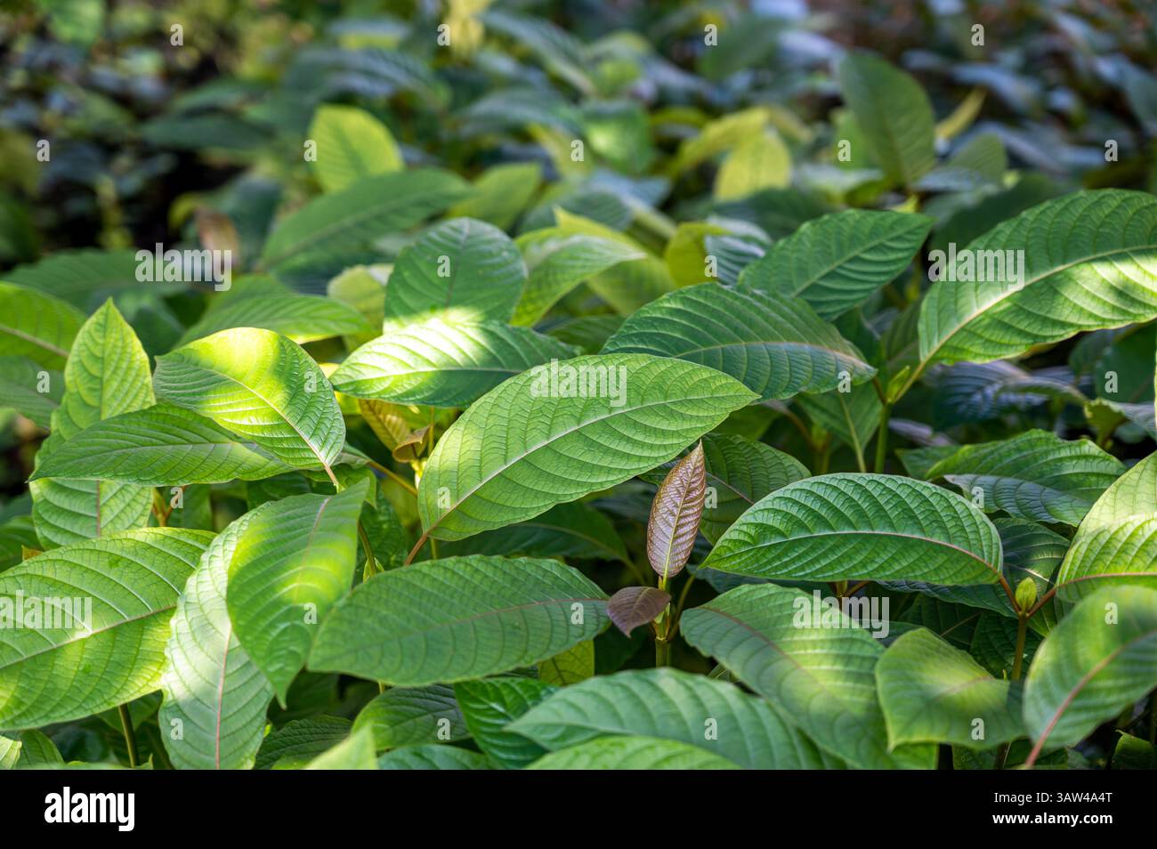 Green leaf hut, single-leaf. Scientifically named Mitragyna speciosa ...