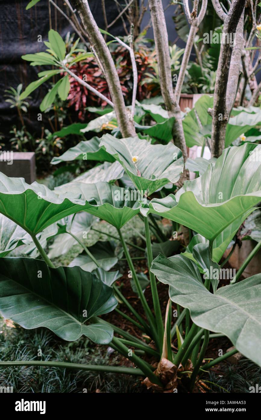 Expansive view vibrant garden hi-res stock photography and images - Alamy