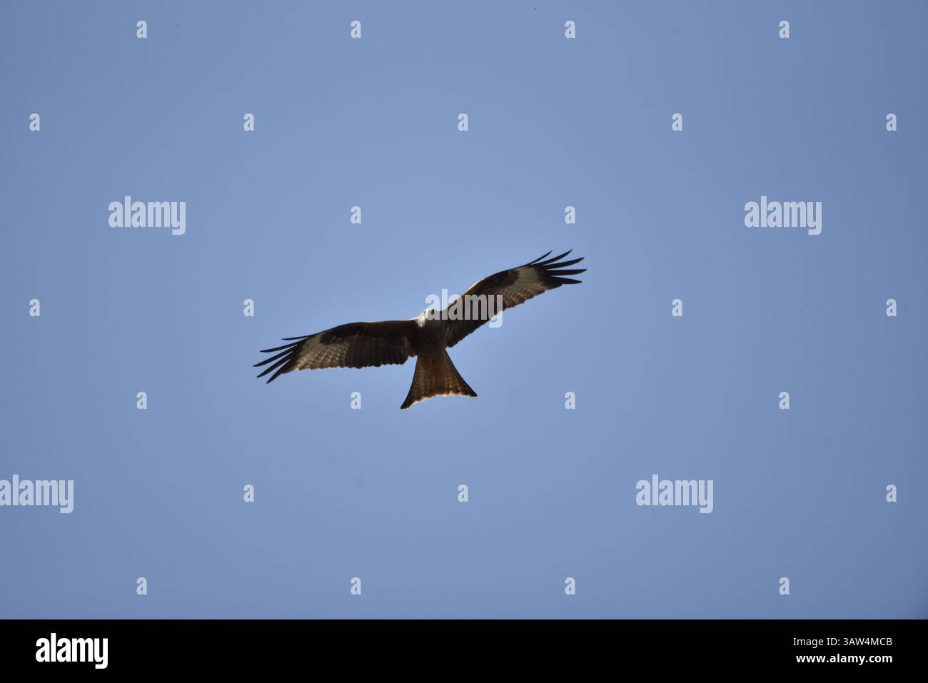 Visible markings underneath hi-res stock photography and images - Alamy