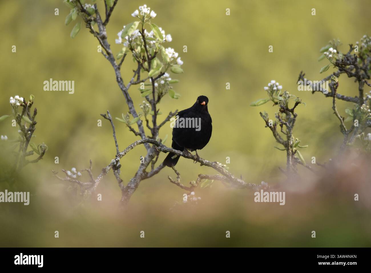 Male Common Blackbird (Turdus merula) Perched Amongst While Blossom ...