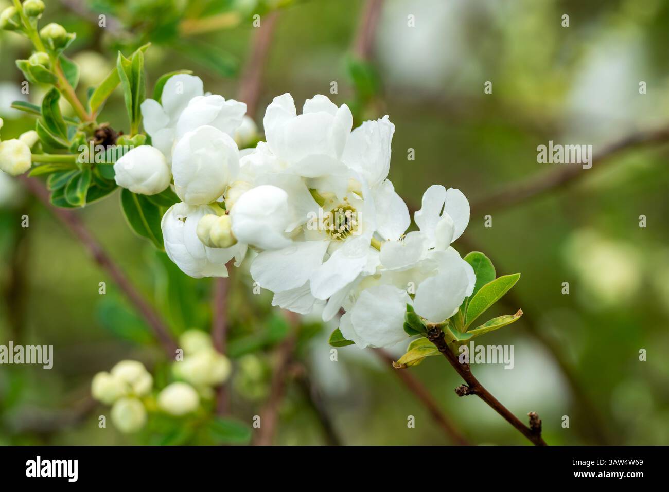 Exochorda x macrantha 'The Bride' a spring summer flowering deciduous ...