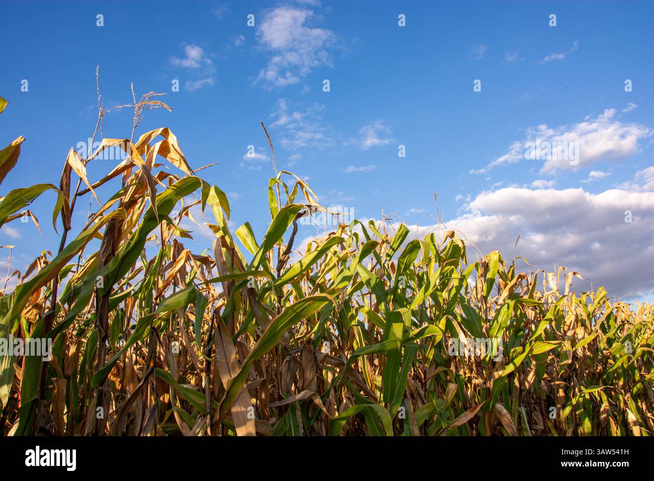 Iconic cornfields of Indiana Stock Photo - Alamy