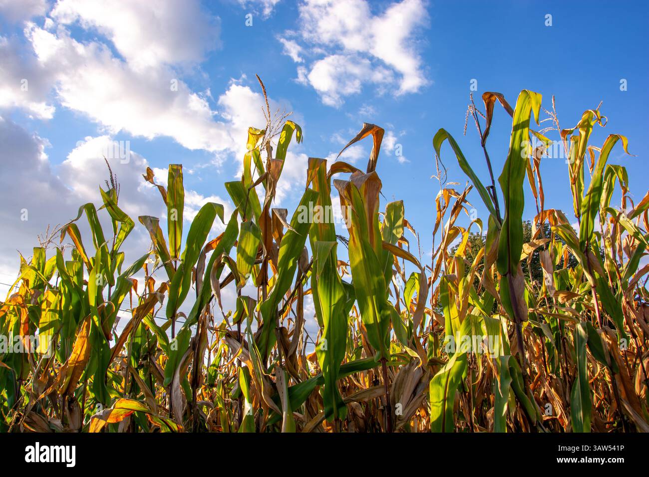 Cornfields midwest hi-res stock photography and images - Alamy