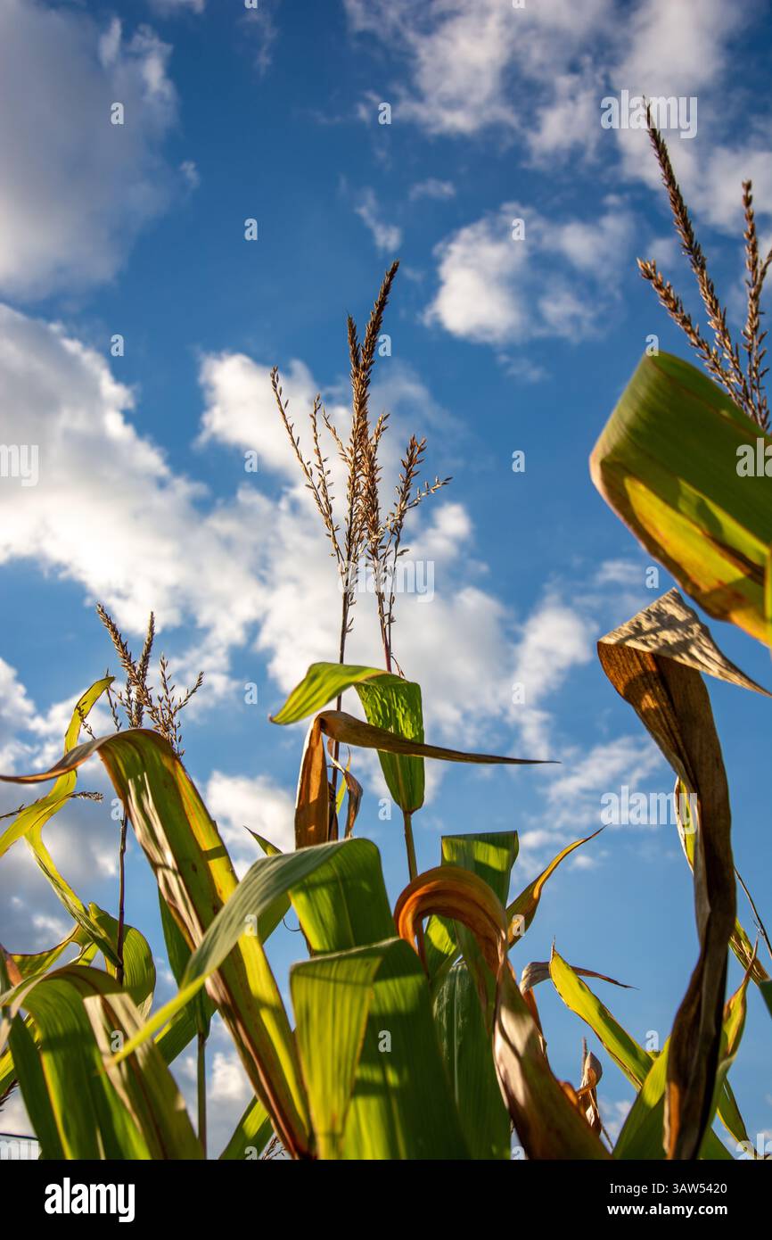 Iconic cornfields of Indiana Stock Photo - Alamy