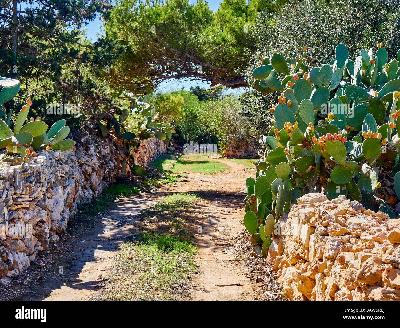 Pathway through the park with prickly pear cactuses Stock Photo - Alamy