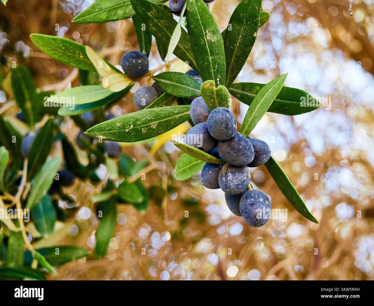 Black olive isolated hi-res stock photography and images - Alamy