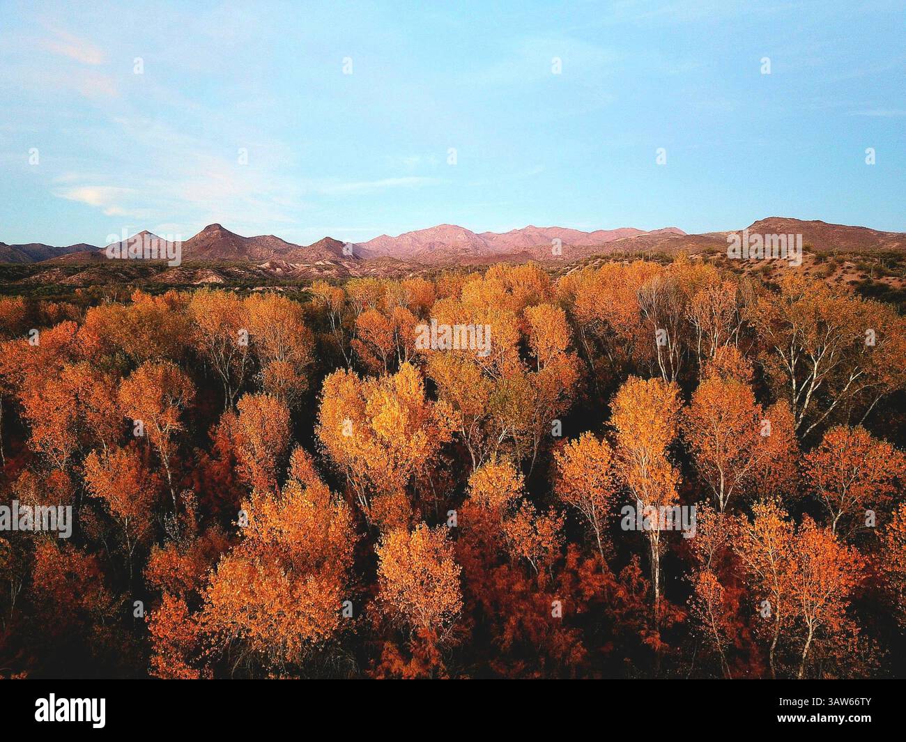 Phoenix forest hi-res stock photography and images - Alamy
