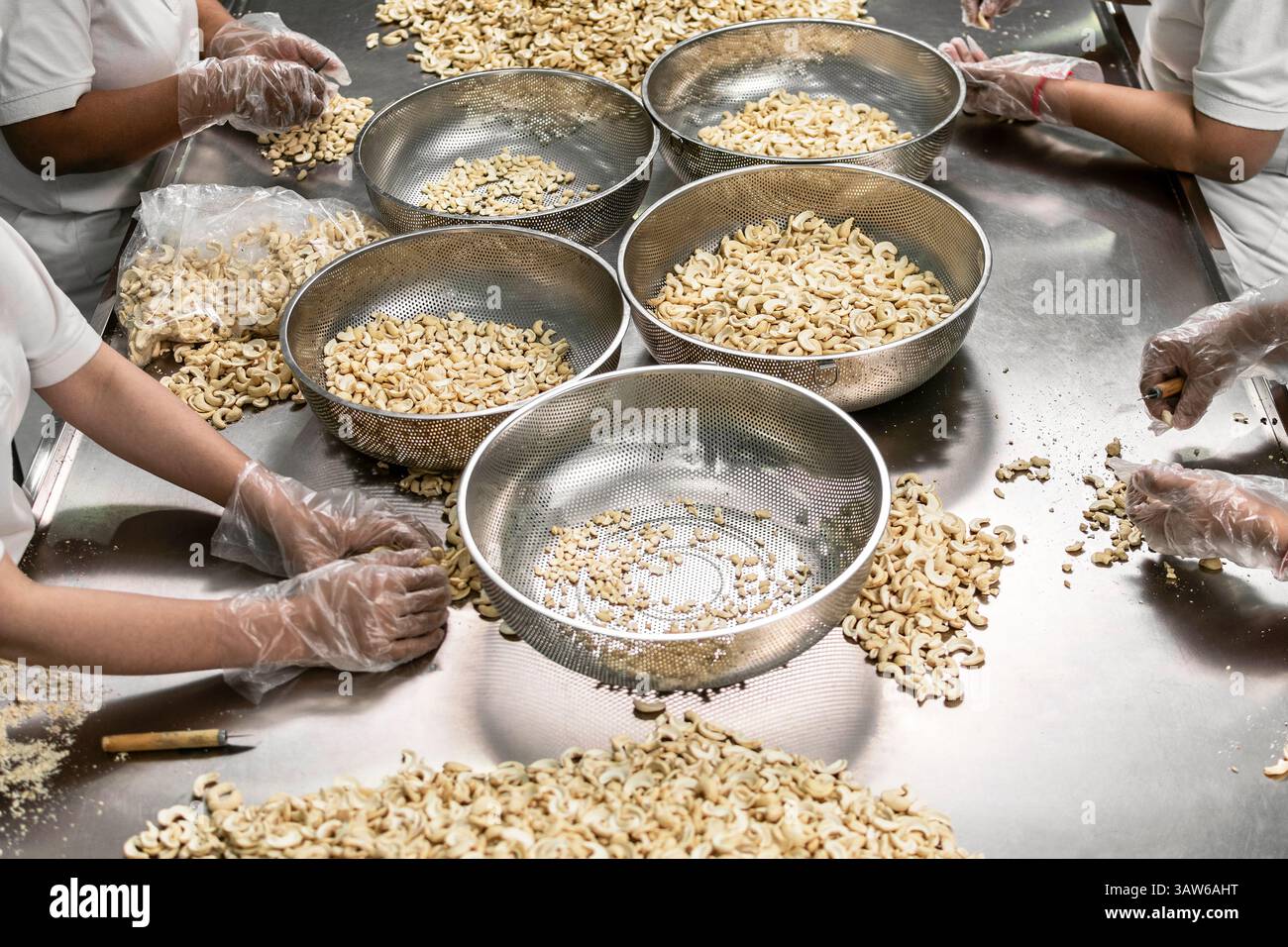 workers sorting cashew nuts inside modern agricultural processing ...