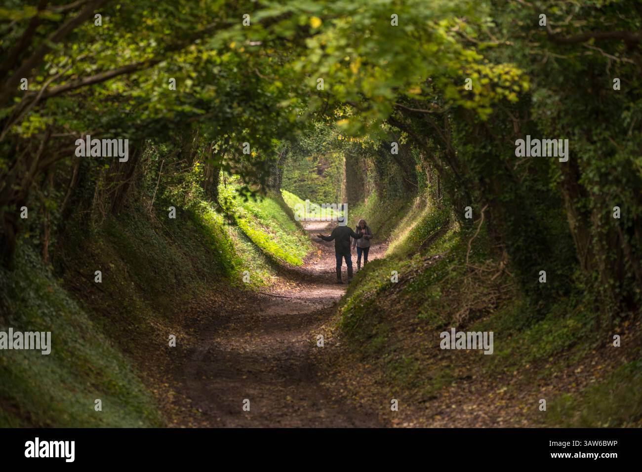 Couple walking through Halnaker tree tunnel near Chichester in West ...