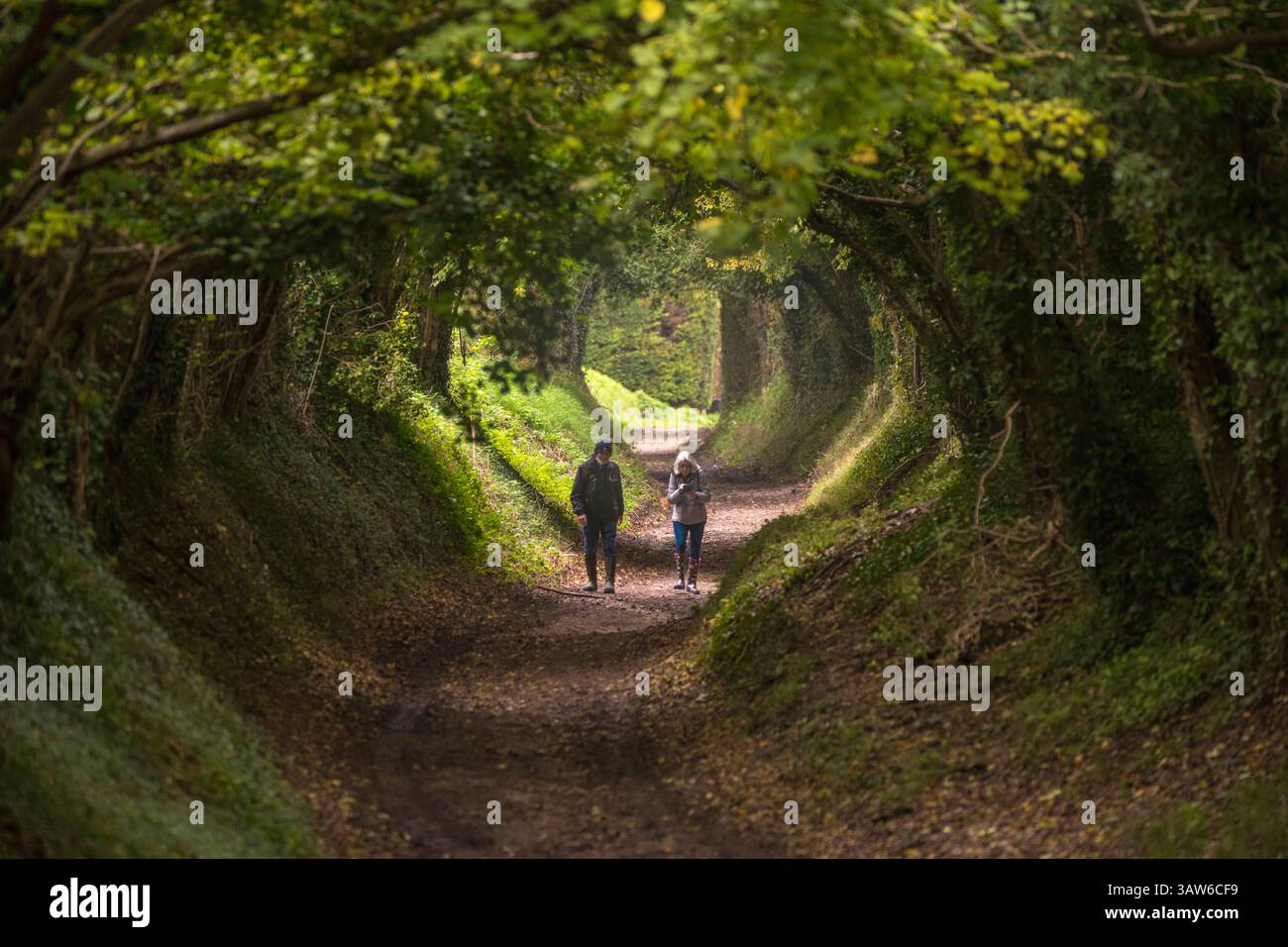 Couple walking through Halnaker tree tunnel near Chichester in West ...