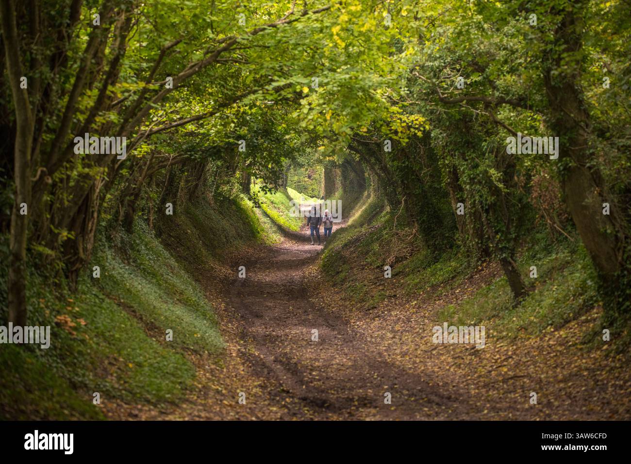 Couple walking through Halnaker tree tunnel near Chichester in West ...