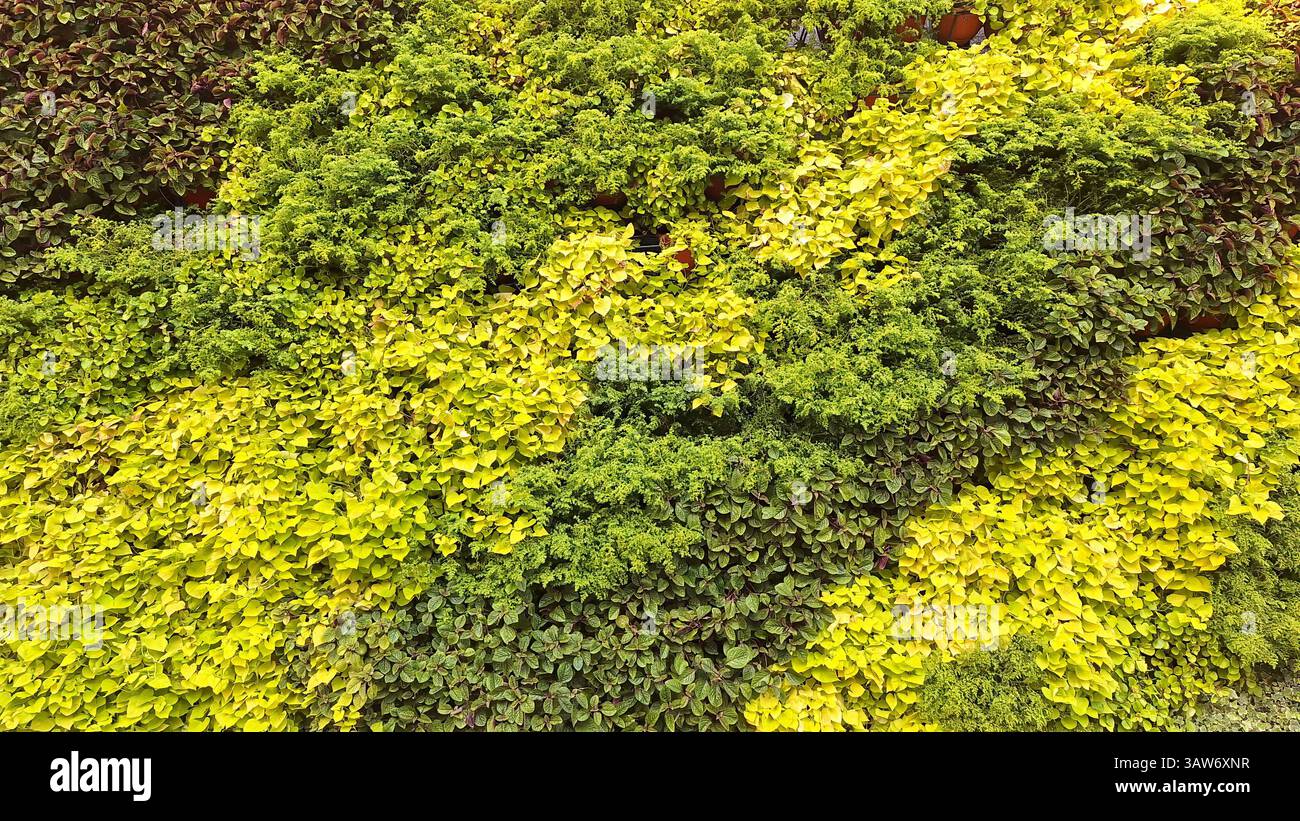 Lush vertical garden with diverse green foliage and vivid textures ...