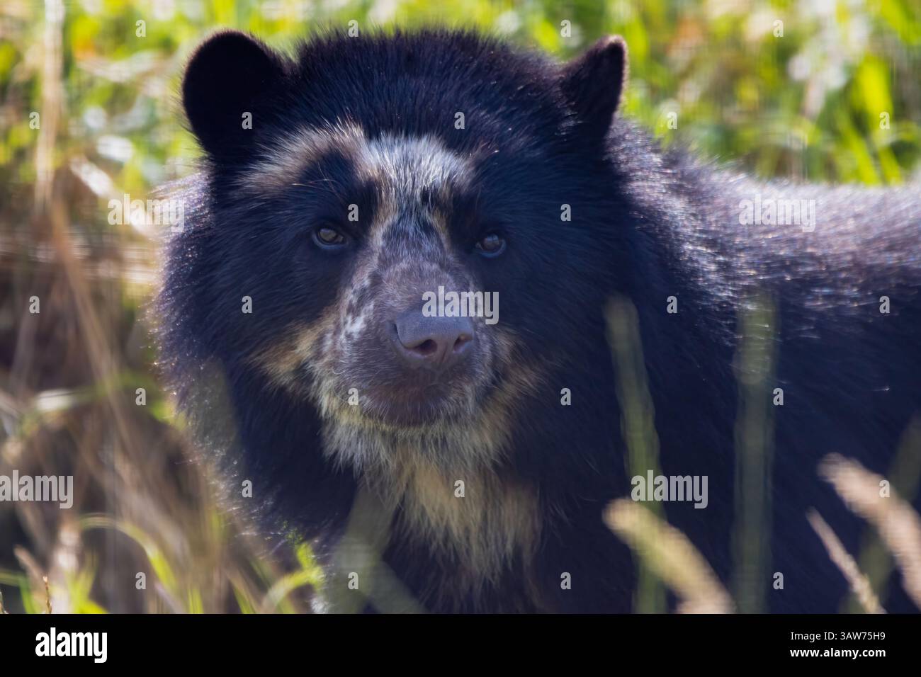 Spectacled bear tremarctos ornatus in tree hi-res stock photography and ...