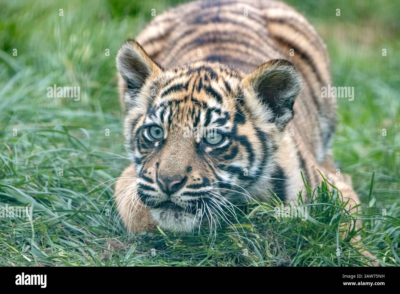 West tigers hi-res stock photography and images - Alamy