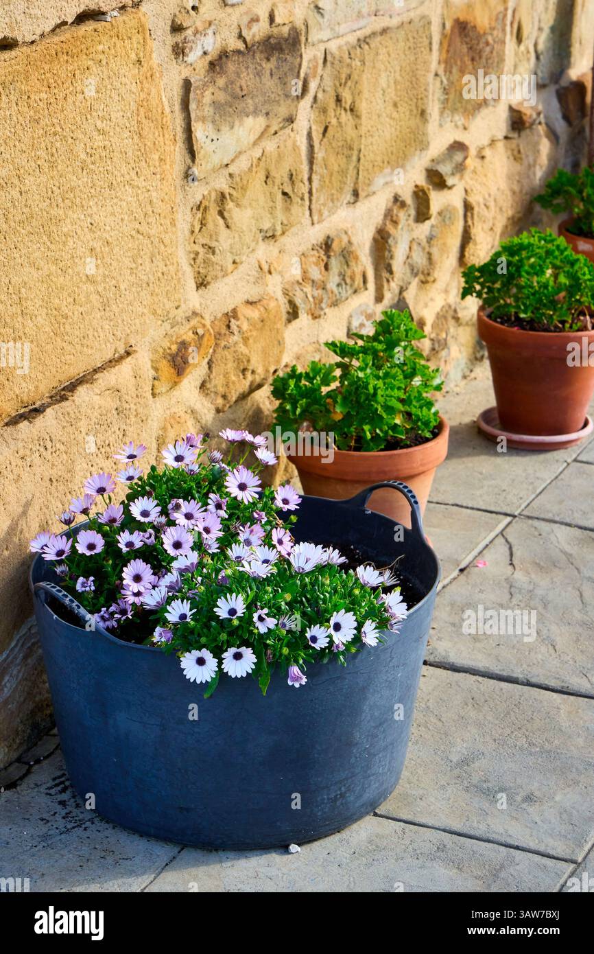 flower pots, rural house, Amorebieta, Bizkaia, Basque Country, Spain ...