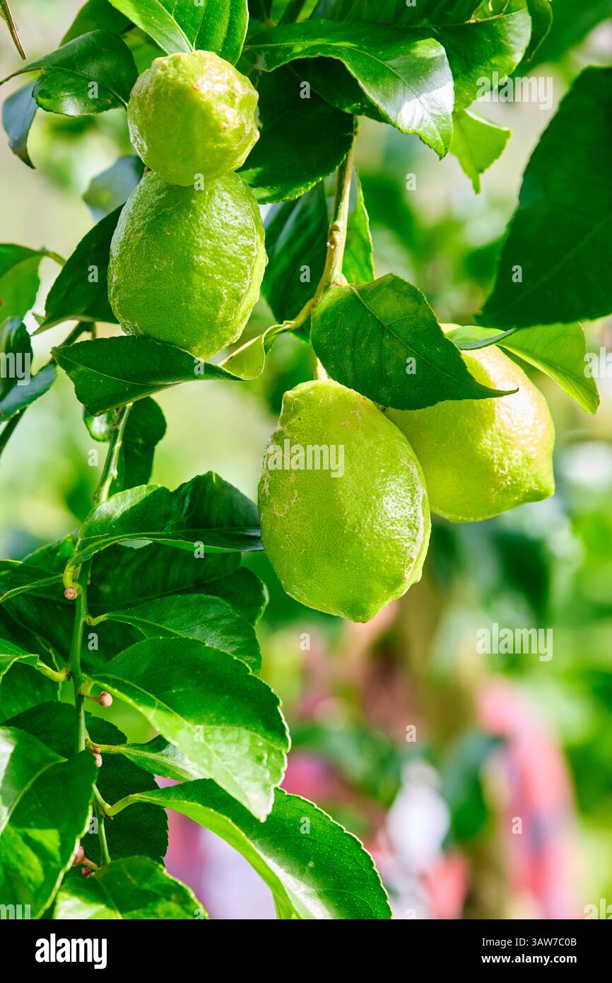 Lemon tree, Rural house, Amorebieta, Bizkaia, Basque Country, Spain ...