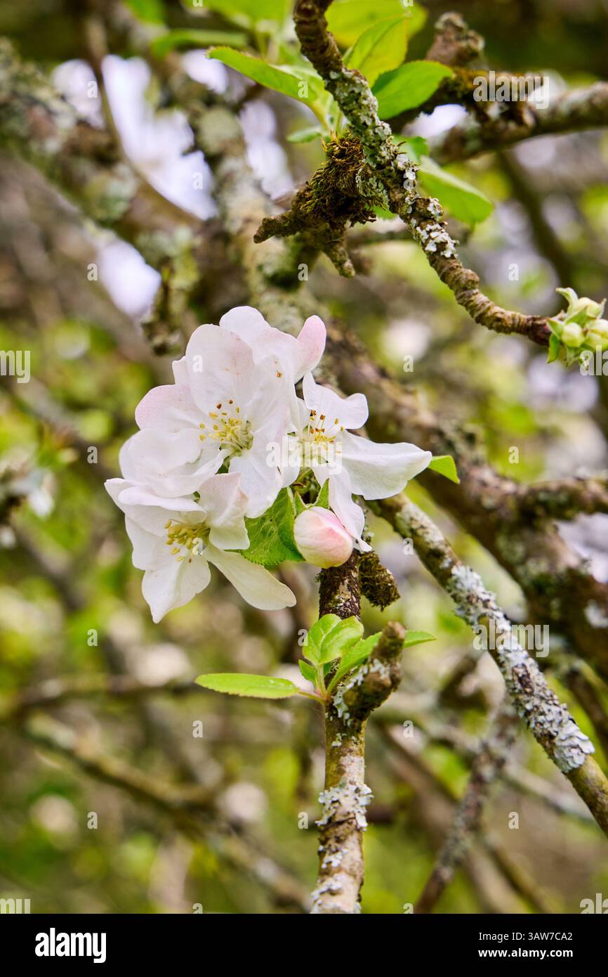 Apple tree in bloom, Malus prunifolia, Rosaceae, Manzano en flor, rural ...